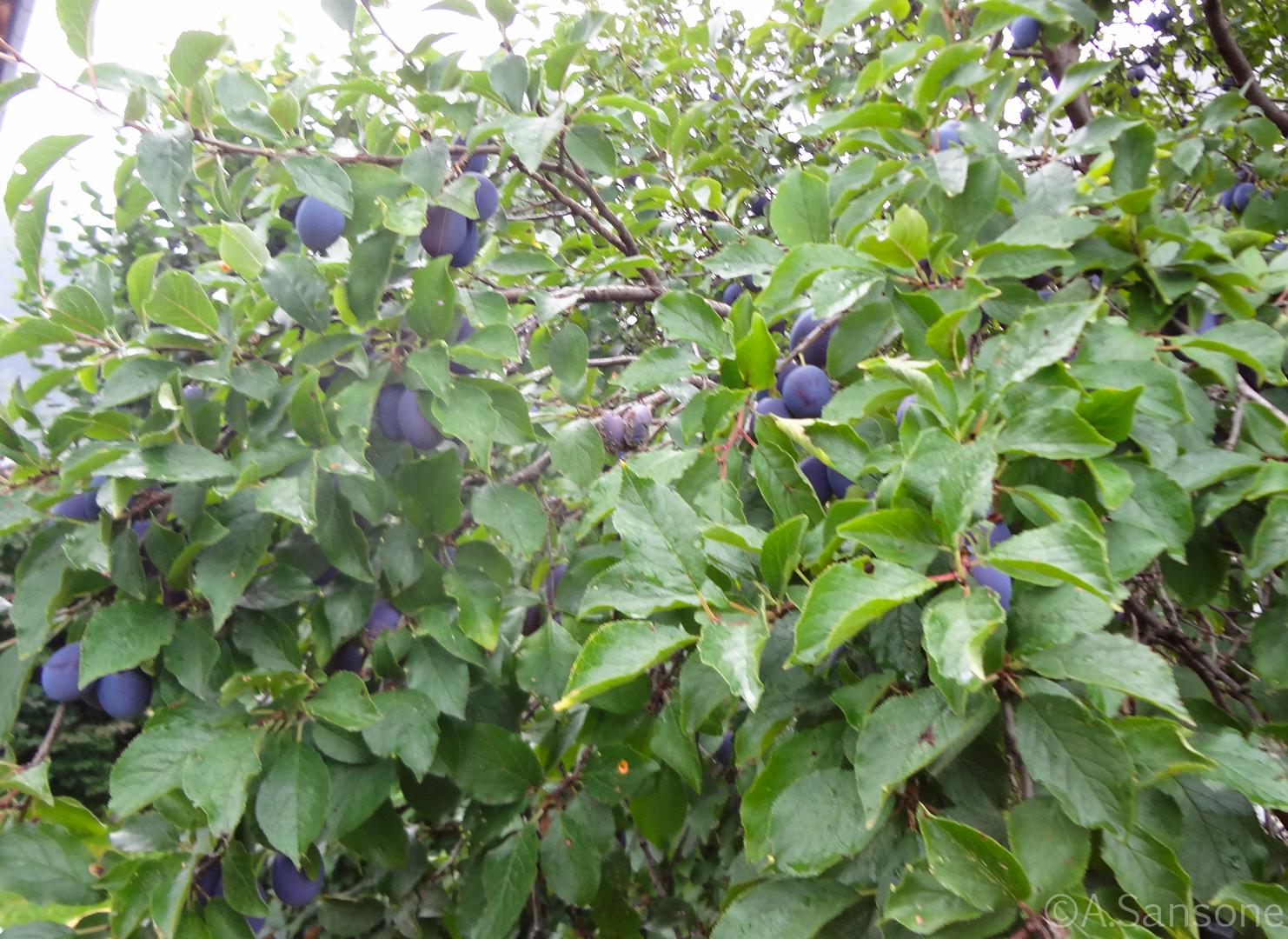 Pflaume, Zwetschke – Adeles Naturblog